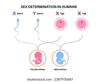 Sex Determination Humans Development Sexual Characteristics Stock Vector Royalty Free