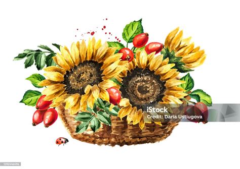 바구니에 해바라기와 로즈힙 베리의 가을 꽃다발 흰색 배경에 고립 된 손으로 그린 수채화 그림 0명에 대한 스톡 벡터 아트 및