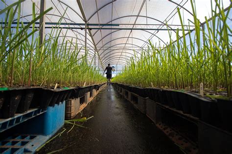 Fao Global Agrifood Biotechnologies Conference Siani