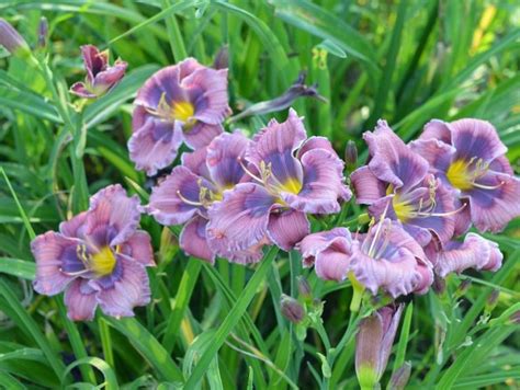 Do Deer Eat Daylilies Protecting Your Garden With Effective Strategies