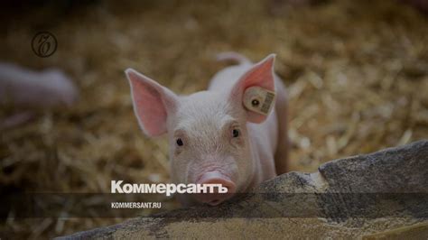 В Краснодарском крае зафиксировано три очага африканской чумы свиней Коммерсантъ Ростов на Дону