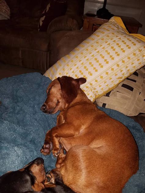 Lazy Sunday Continues Scrolller