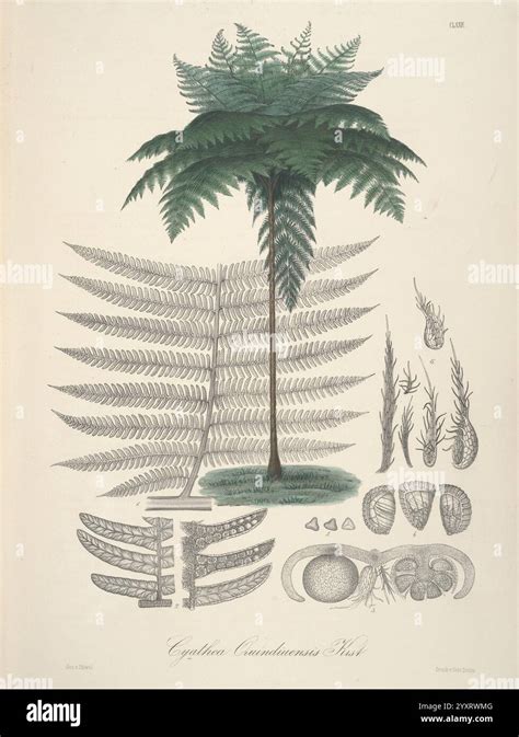 Cycad Tree Drawing