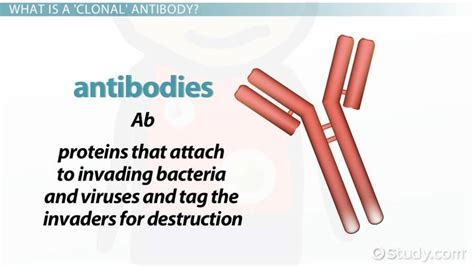 Monoclonal Vs Polyclonal Antibodies Definition And Differences Lesson