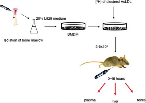 Schematic Of Reverse Cholesterol Transport Experiment After Isolation