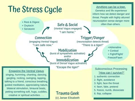 The Stress Cycle Artofit