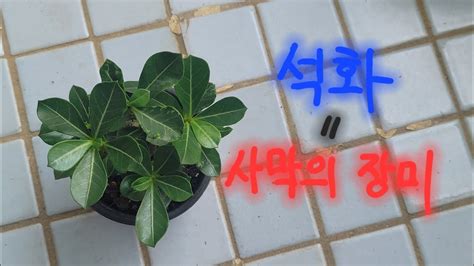 다육이 사막의장미 분갈이 Youtube