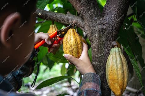 Premium Photo Cocoa Farmer Uses Pruning Shears Cut The Cocoa Pods Or