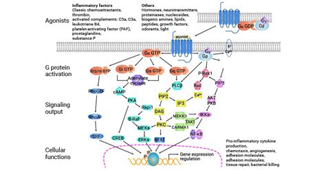 Protein Phosphorylation The Dynamic Language Of Cellular Regulation Cusabio