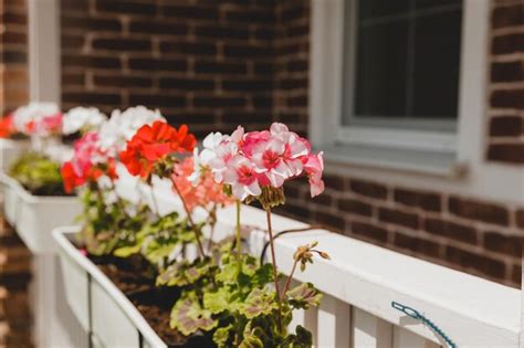 Blumen Balkon Bilder Kostenloser Download Auf Freepik
