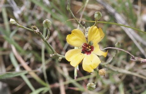 Linum Puberulum Picturethis