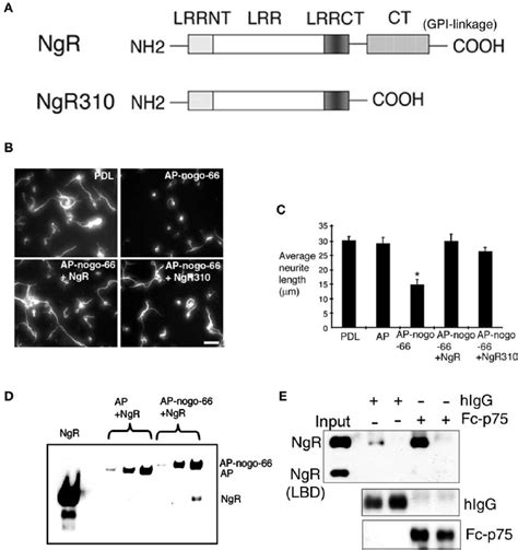 Biological Activity And Functional Characterization Of Recombinant NgR Download Scientific