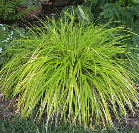 Carex Oshimensis ‘everillo Everillo Japanese Sedge Baker