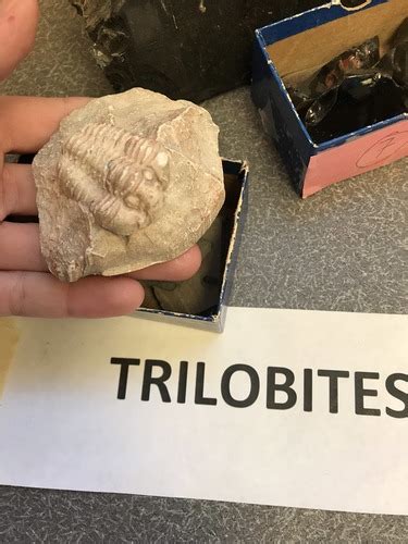 Fossils Flashcards Quizlet