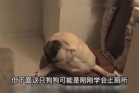 狗狗上厕所半天没出来，主人推门一看哭笑不得，狗丢死人了！死人主人厕所