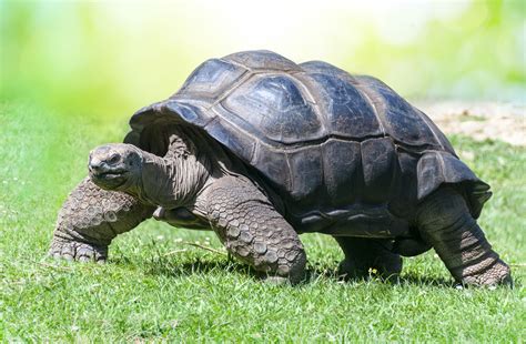 Ten Interesting Facts About Tortoises From Swimming To Hibernation Newsweek