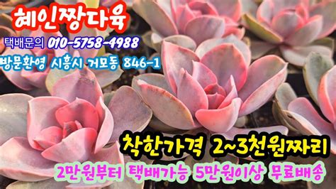 혜인짱다육 국민다육 창다육 3~4천원짜리 세일된가격 착한가격에 만나보세요 ♡엘리강스 ♡루빌리아♡베라하킨스♡카시오적금♡웨스턴레인보우♡블랙위치♡홍등군생♡핑크먼로♡후레뉴