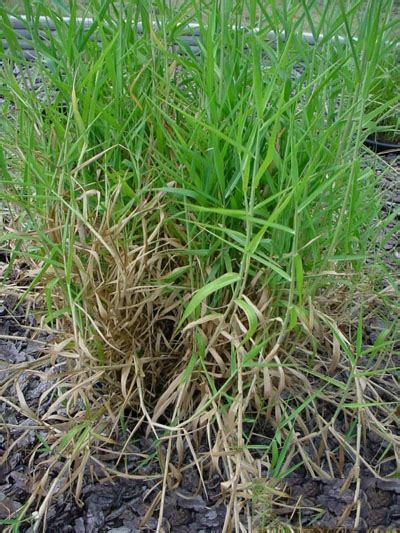 Facts About Para Grass Health Benefits