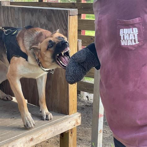 Krusader K9 Some Bite Box Work With 18 Month Old Thor Facebook