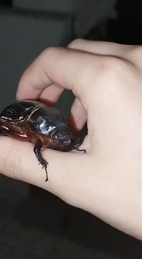 That Beetle Bit Me R Entomology