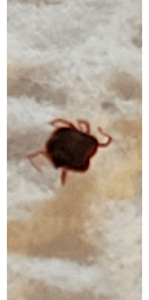 Is This A Tic R Insects