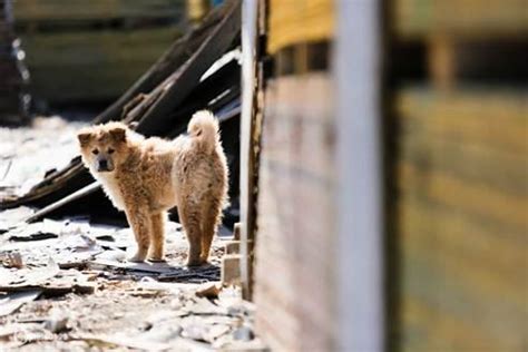 中国4000万条流浪狗何以为家流浪狗伤人问题的背后引人发思 救助