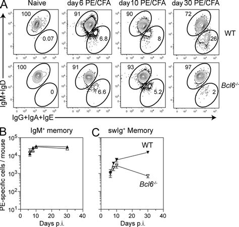 Quantifying Gc Derived And Gc Independent Memory B Cells A