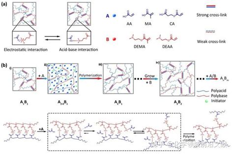 电子科技大学崔家喜教授团队adv Funct Mater ：交替生长水凝胶尺寸和性能的原位后调节 知乎