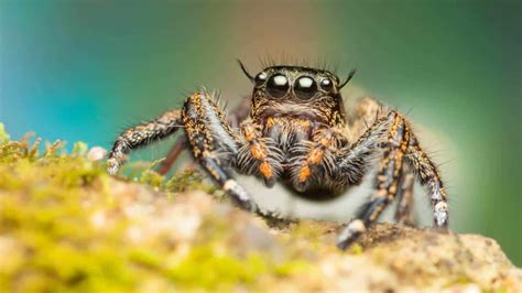 Jumping Spider Everything You Need To Know 7 Facts