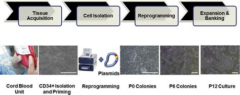 Key Steps Of The Human Ipsc Manufacturing Process The Manufacturing Of Download Scientific