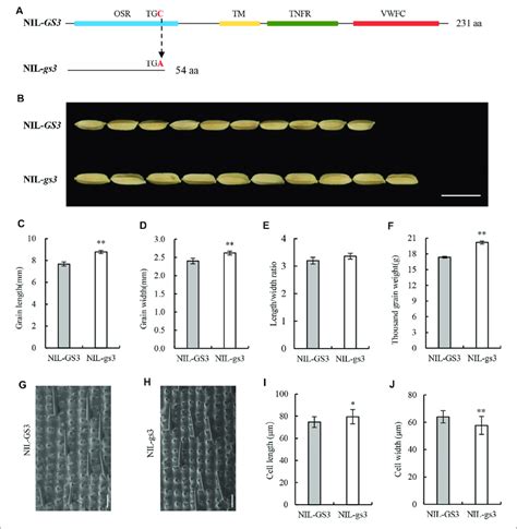 Differences In The Gs3 Gene Structure And The Grain Phenotype In Download Scientific Diagram