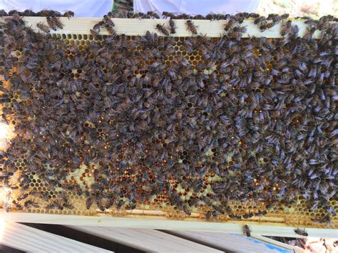 Bee Colony