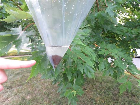 How To Get Water From The Trees Outdoor Reebay SPORTS OUTDOORS