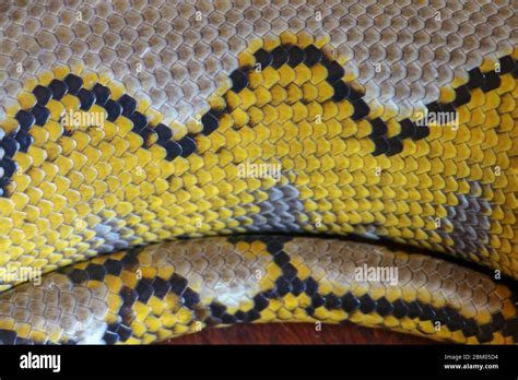 Albino Reticulated Python Python Snake Yellow Lying On The Wooden Table Close Up Of Big Python
