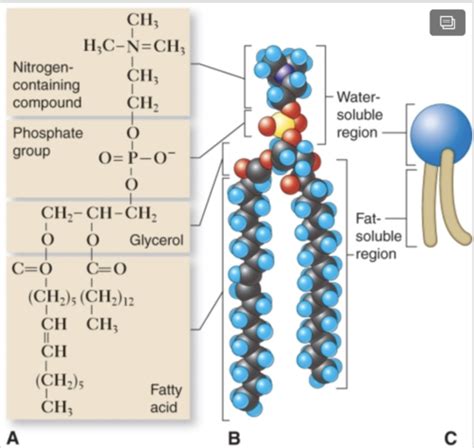 Aandp Ch 4 Biomolecules Flashcards Quizlet