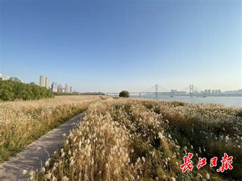 12日汉口江滩芦苇荡就要收割啦快去跟它告个别 武汉 新闻中心 长江网 cjn cn