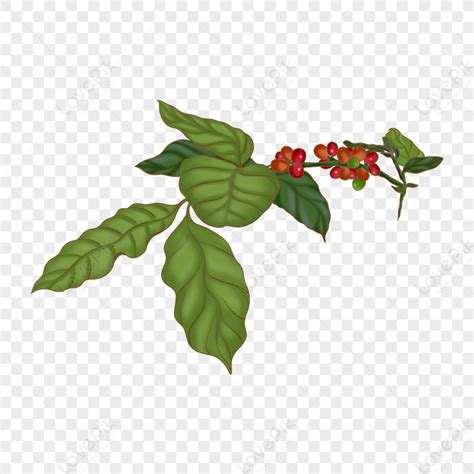 부드러운 빈티지 일러스트 커피 잎꽃 무늬손 그리기커피 콩 Png 일러스트 무료 다운로드 Lovepik