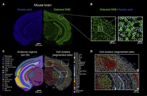 Spatiotemporal Transcriptomic Atlas Of Mouse Organogenesis Using Dna Nanoball Patterned Arrays Cell