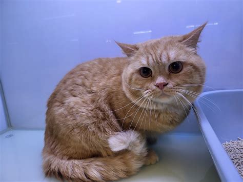 스코티쉬폴드 라도 푸숑특징 고양이특징 랙돌특징 러시안블루특징 먼치킨특징 브리티쉬숏헤어특징 노르웨이숲특징 데본렉스특징 뱅갈특징 샴특징 셀커크렉스특징 스코티쉬폴드특징 스핑크스