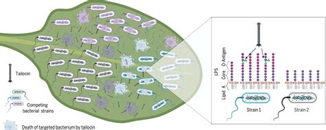 A Phage Tail Like Bacteriocin Suppresses