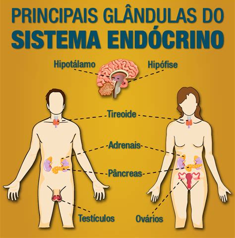 O Que São Hormônios E Como Modulam O Funcionamento Do Organismo