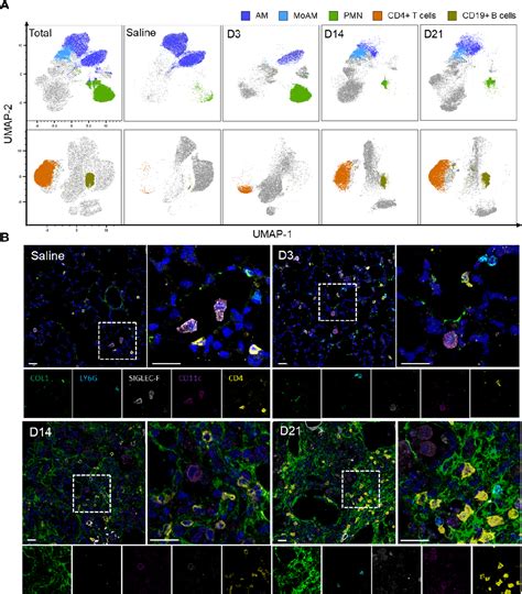 Figure 2 From Machine Learning Analysis Of The Bleomycin Mouse Model Reveals Spatial 1 And