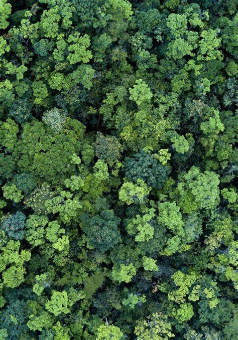 Tree Textures Skin Textures Textures Patterns Landscape Drawings