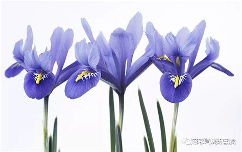 鸢尾花 法国的国花常用来制作香水淡雅美艳 知乎