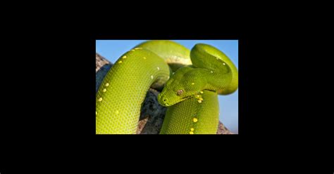 Green Tree Python Green Tree Python Sticker Teepublic