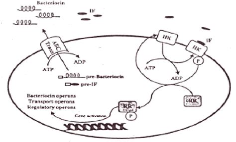 Schematic Depiction Of Transport Of Bacteriocins And Signaling Pathway Download Scientific