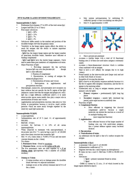 Five Major Classes Of Immunoglobulins Pdf Immunoglobulin G Antibody