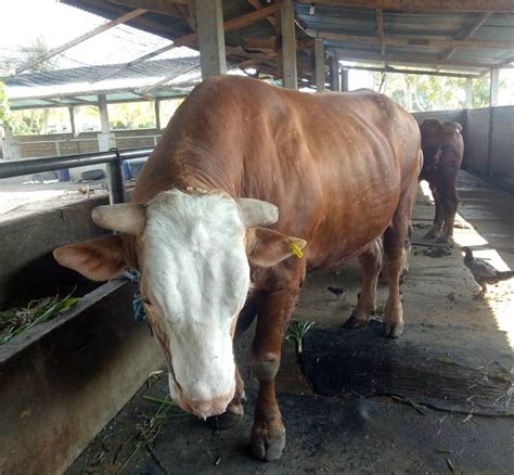 Sapi Limosin