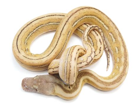 Albino Super Tiger Reticulated Python