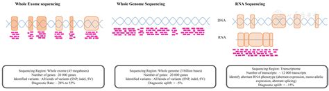 Whole Exome Sequencing How It Works At Edith Corlett Blog